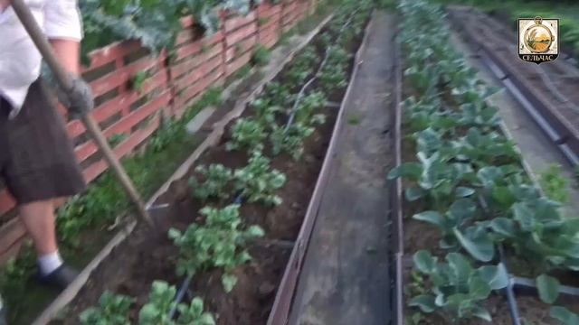 Посадка и уход за картофелем.