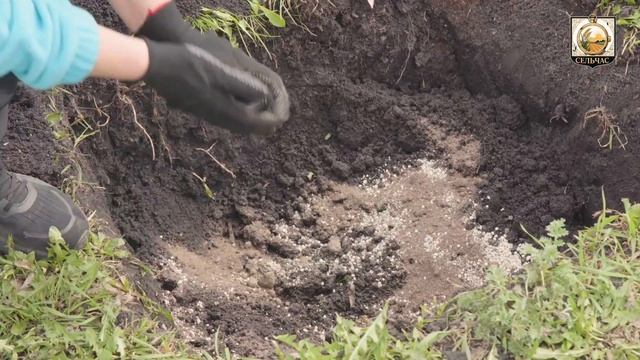 Как посадить Яблоню и Грушу. При таком способе прорастает даже лопата.