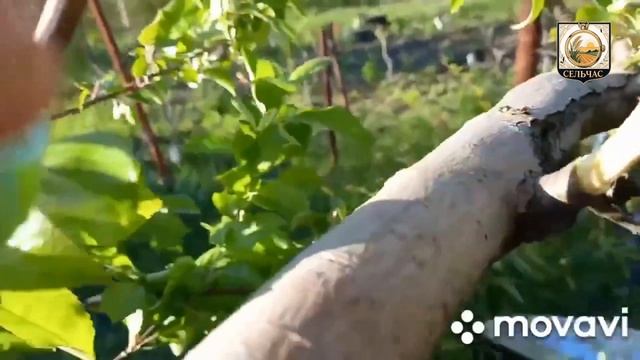 Отращиваем корни прям на ветке. Размножение Яблони или Груши, воздушный отводок.