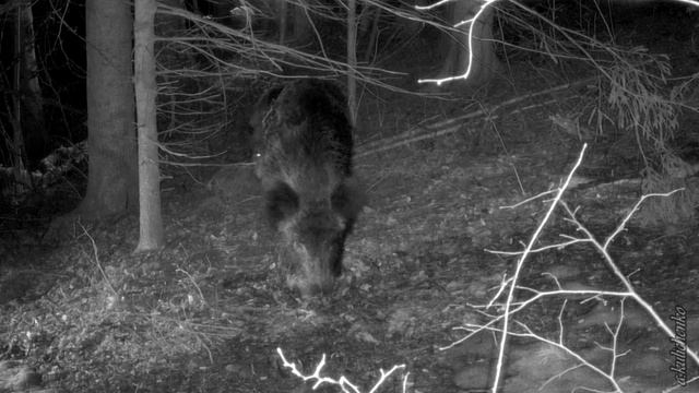 Кабаны весной