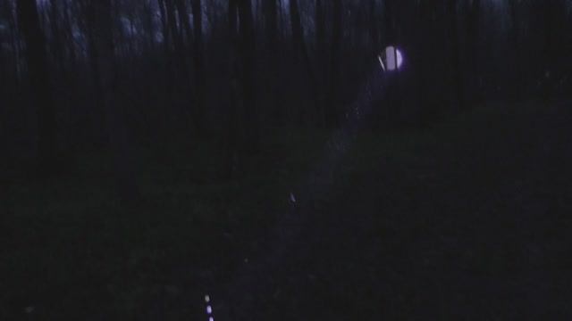 Прогулка по лесу поздним вечером в дождь. Весна, апрель.