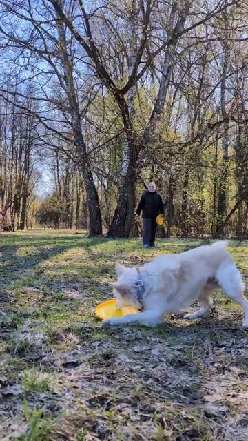 Муди Никас - весна, диски)