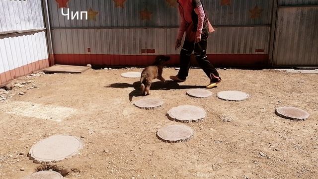Баларис ЧИП,  2 месяца 21 день.
