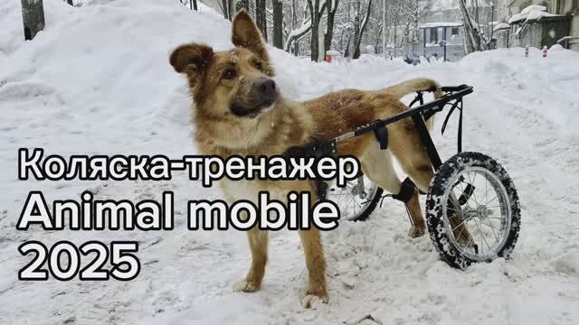 Коляска-тренажер для собак