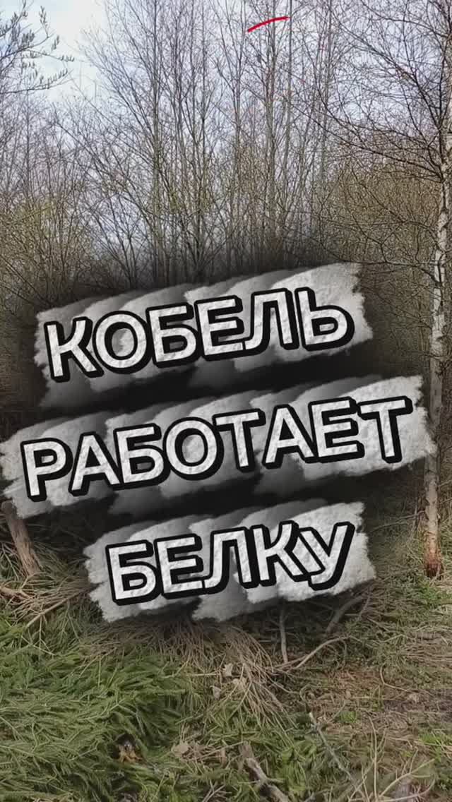 Первый голос по белке, годовалый кобель