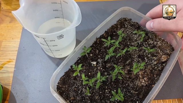 За два дня у рассады стебель жирный и крепкий, у растения крепкие корни.