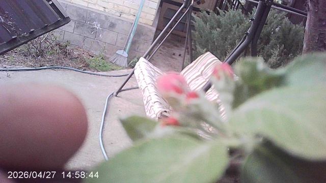 Обзор: Зацвела наша яблоня сорта "Яндыковкое"