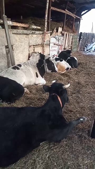 Ждем зеленую травку, 24.04.26