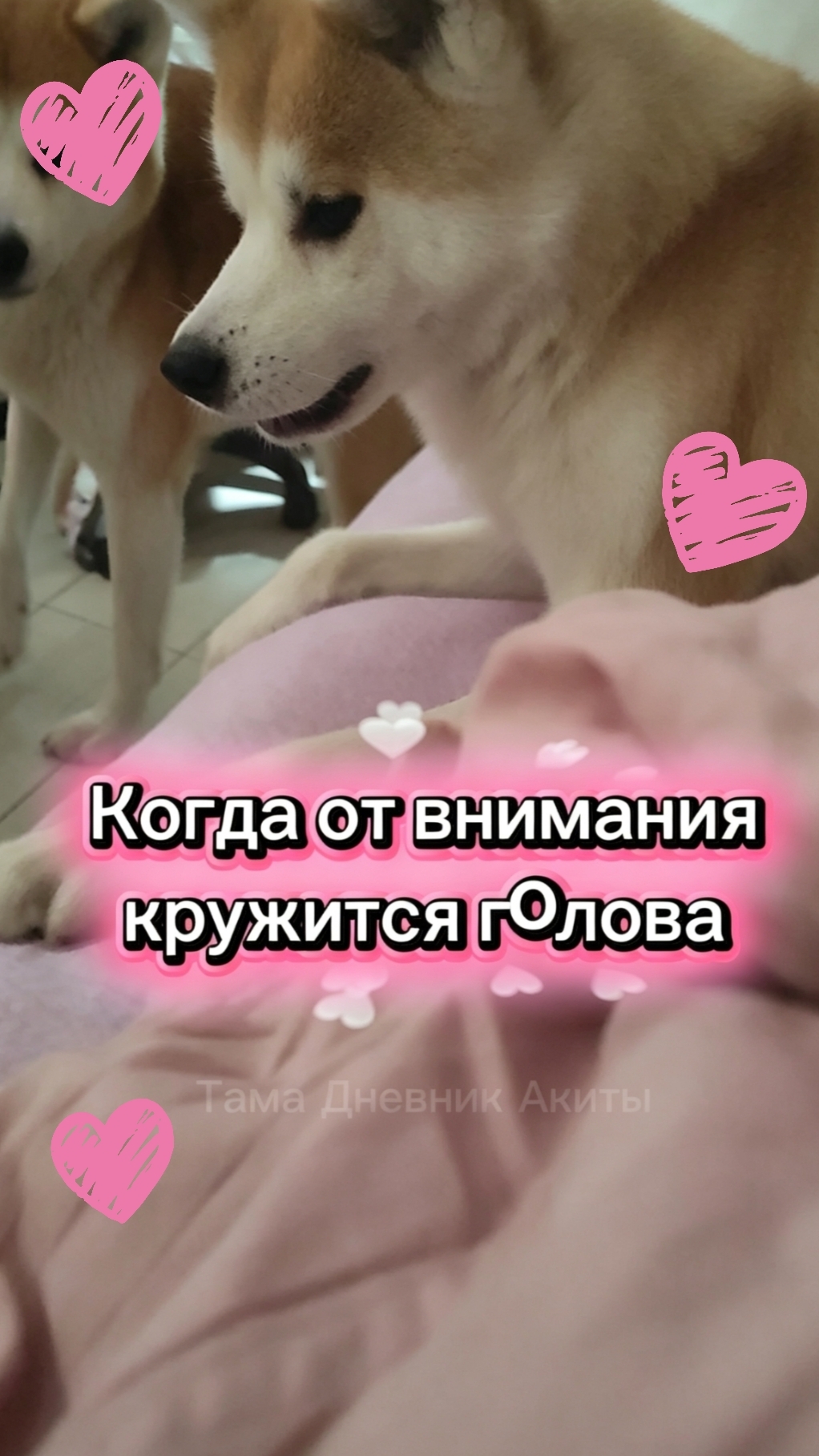 Когда от внимания теряешь голову 😆 Утро в семье Хатико