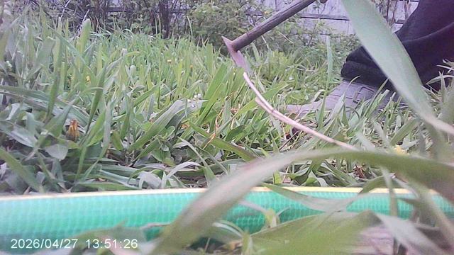 Прополка огорода мотыгой