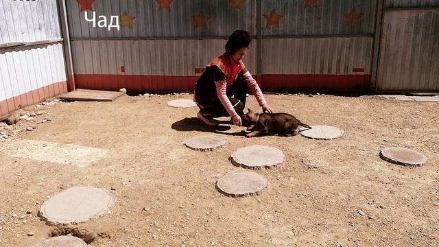 Баларис ЧАД,  2 месяца 21 день.