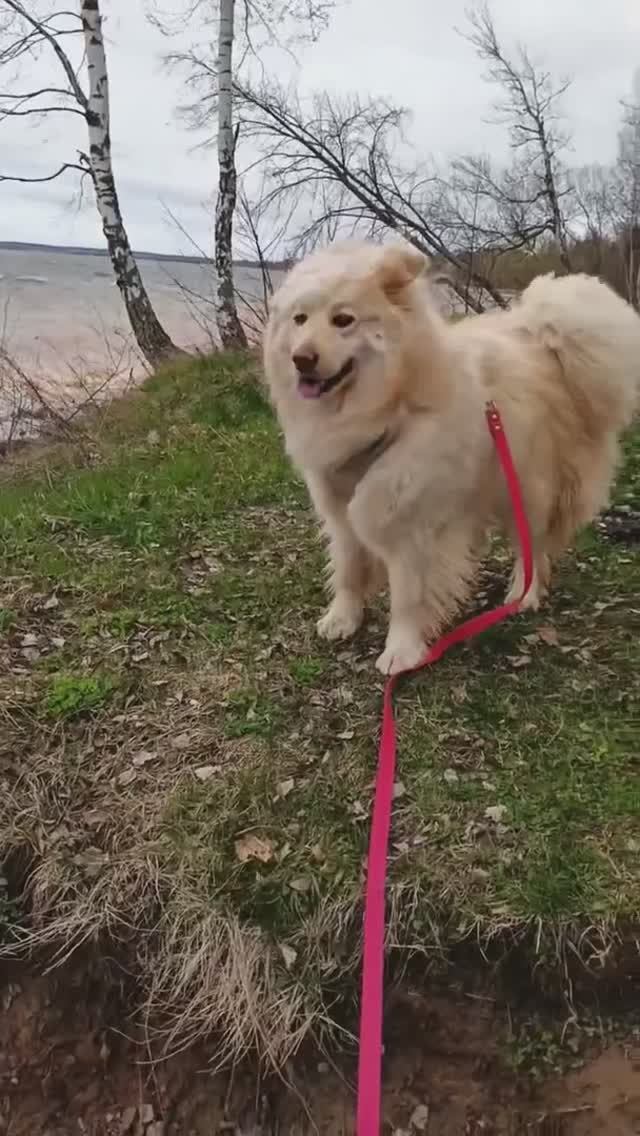 Ричик на прогулке, снега нет