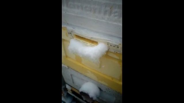 апрель на пасеке - выпал снег , температура плюс 1 градус на пасеке , 27.04.2026