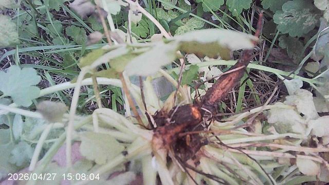 Удаление сорняка-чистотела