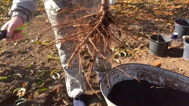 Когда и как правильно посадить Персик.