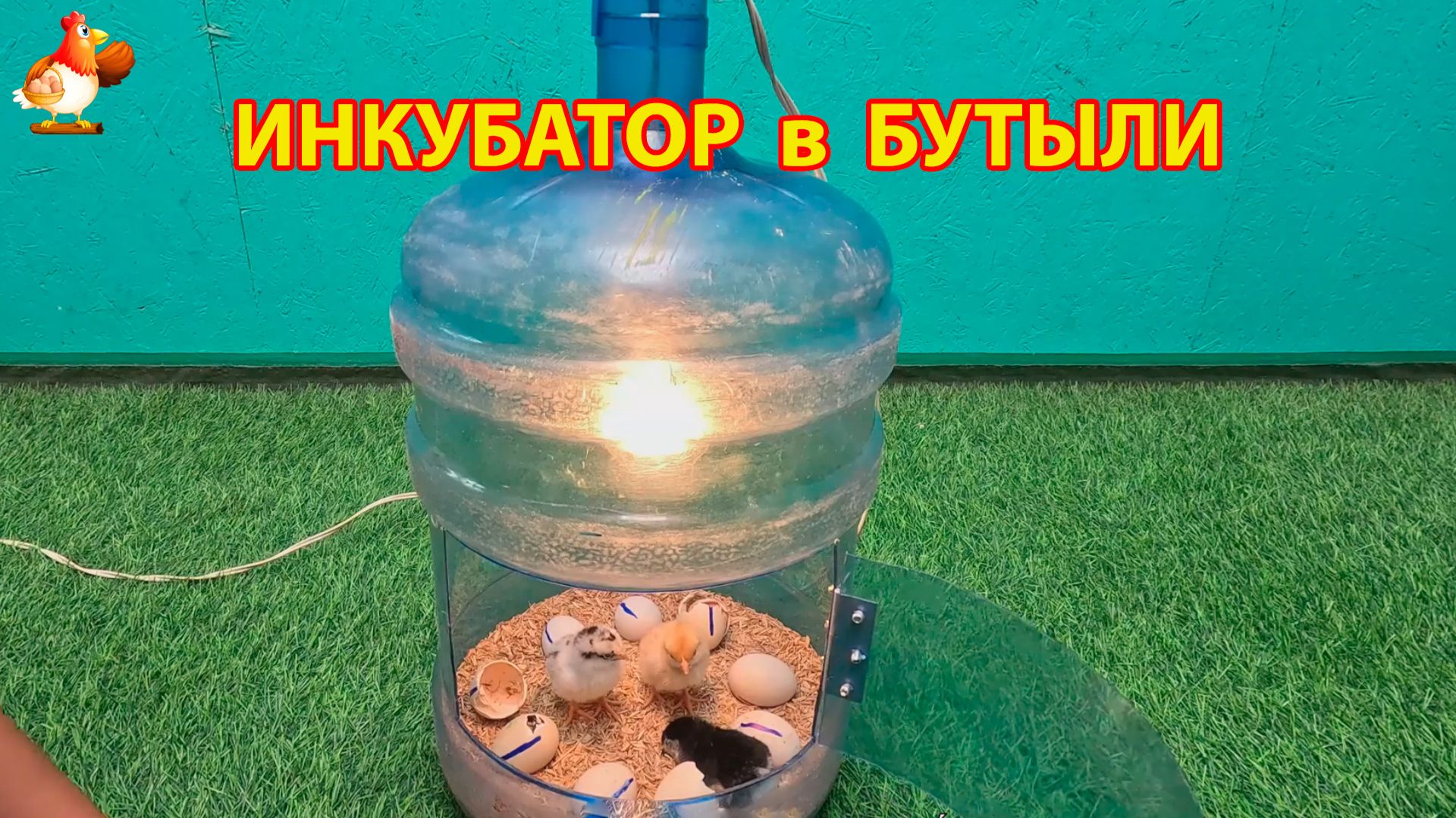 Инкубатор в бутыли от кулера как сделать своими руками 🐣
