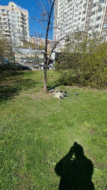 В Дюссельдорфском парке много птиц 🐦