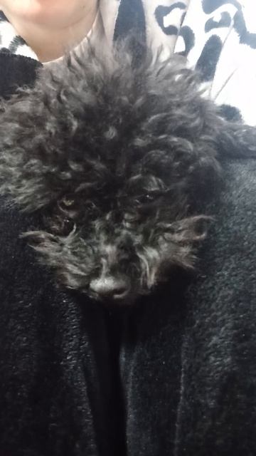 Собака хочет спать...😄Той пудель. 🐩