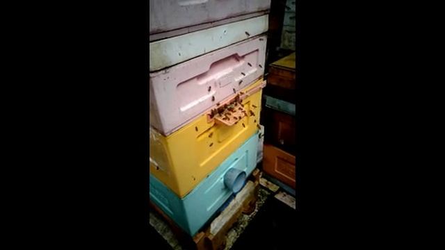 пчела Элгон на пасеке в Подмосковье, сравниваю со своей пчелой, 26.04.2026