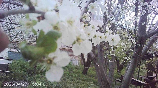 Обзор нашей расцветшей сливы