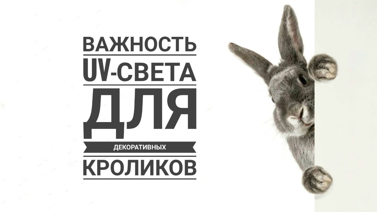Важность ультрафиолета для декоративного кролика