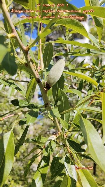 27 апреля 2026 г. Минадалинки на первом зацветающем дереве миндаля в районе #ялта #ялта2026 #миндаль