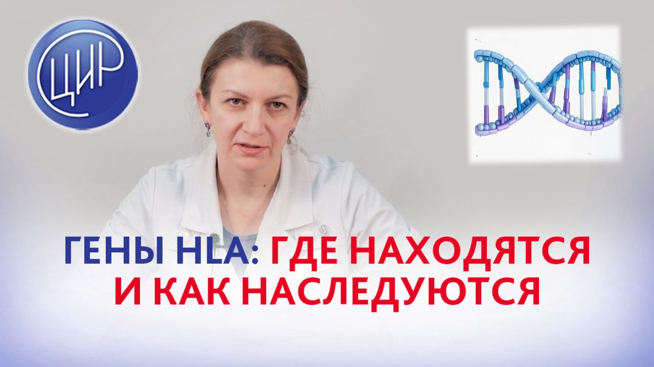 Гены HLA и HLA типирование. Где находятся и как наследуются HLA гены