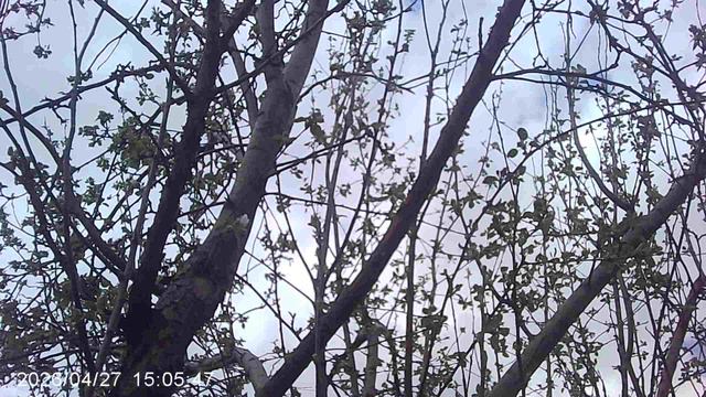 Обзор нашей зацветающей яблони сорта Мелба