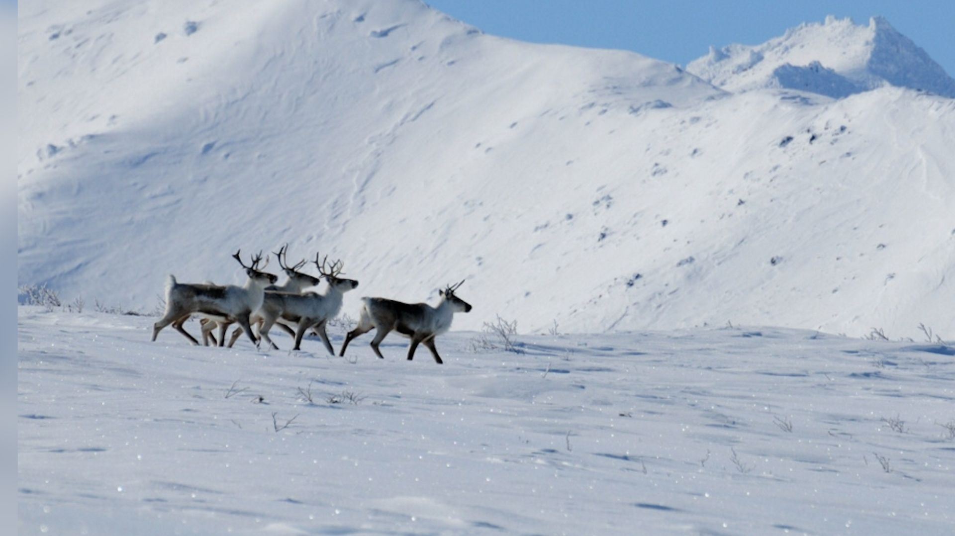 ВОЗВРАЩЕНИЕ ОЛЕНЕЙ