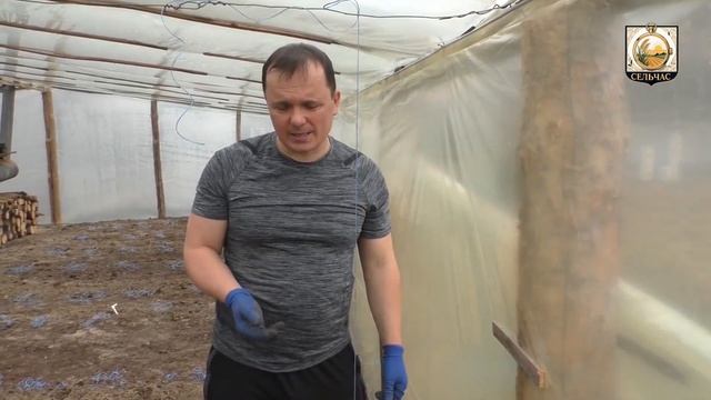 Высадка томатов в теплице.