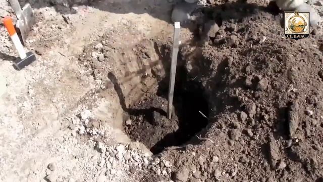 Как правильно посадить плодовое дерево.