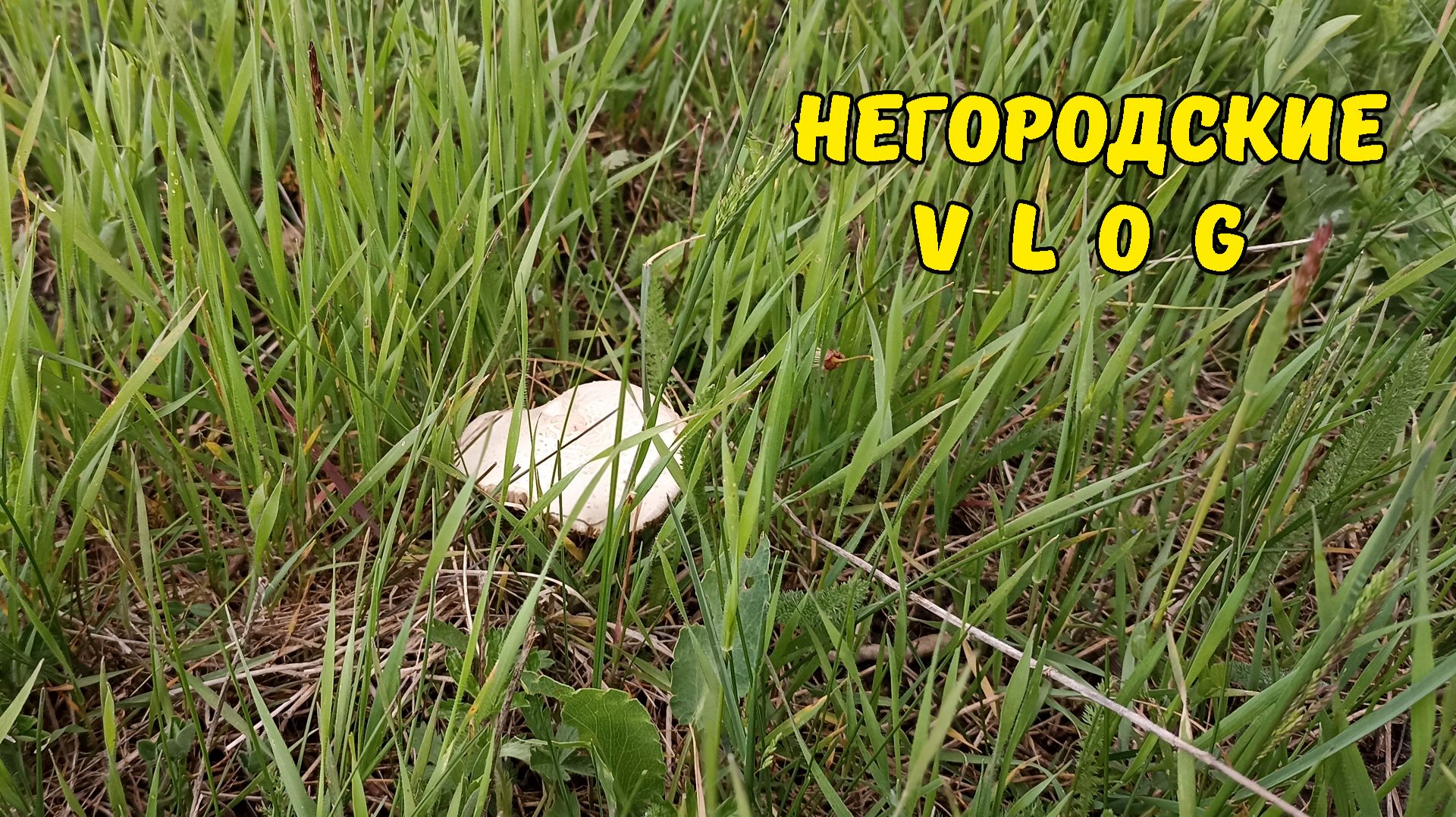 В поисках кизяка. Грибной "улов". 23.04.26