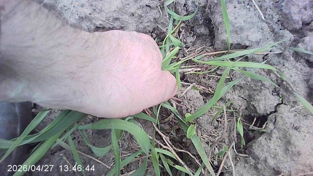 Обзор: на перекопанной земле сорняков меньше!