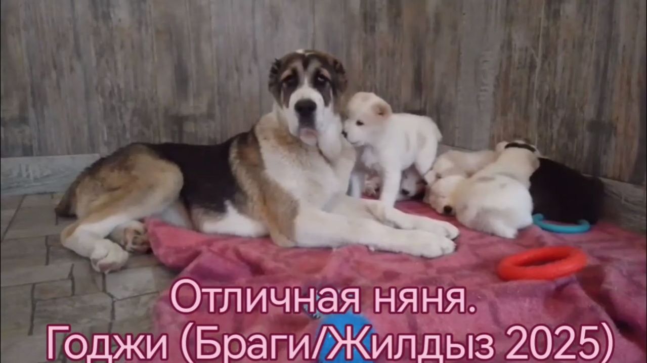 Самая заботливая няня
