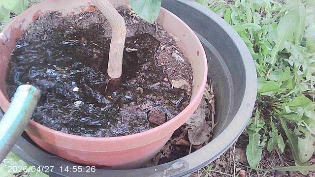 Полив лимона Пандероза