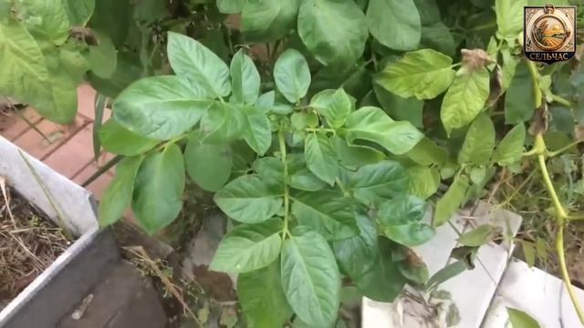 Урожай картофеля, ведро с куста.