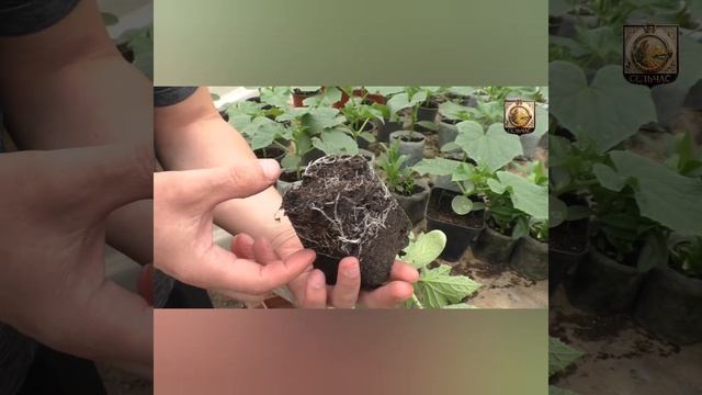 Что получится, если заглубить рассаду огурцов при посадке.