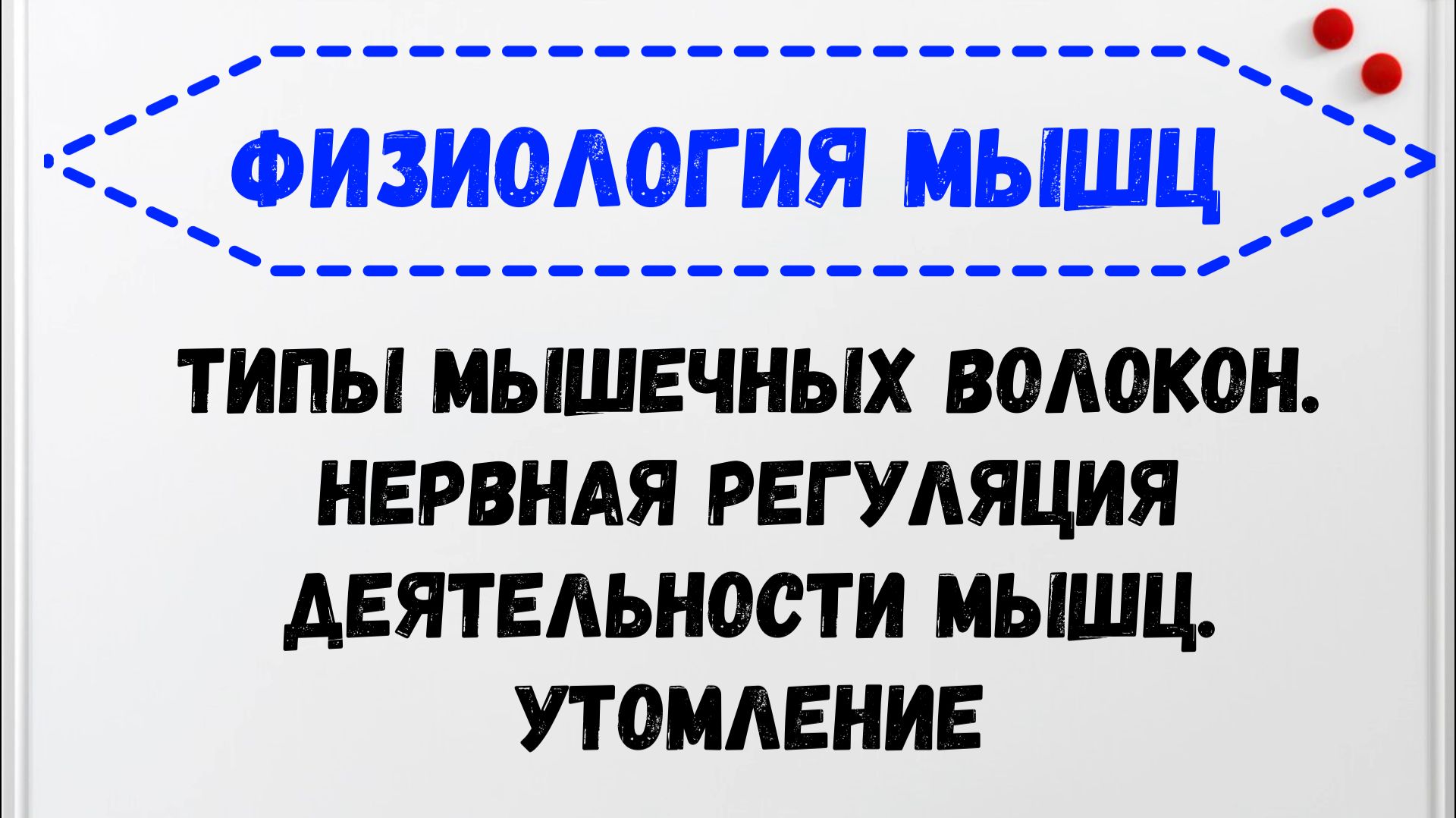 Физиология мышц. Типы мышечных волокон. Нервная регуляция деятельности мышц. Утомление