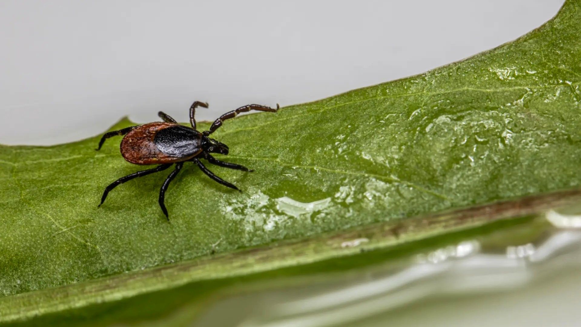 В Югре работает горячая линия профилактики клещевых инфекций