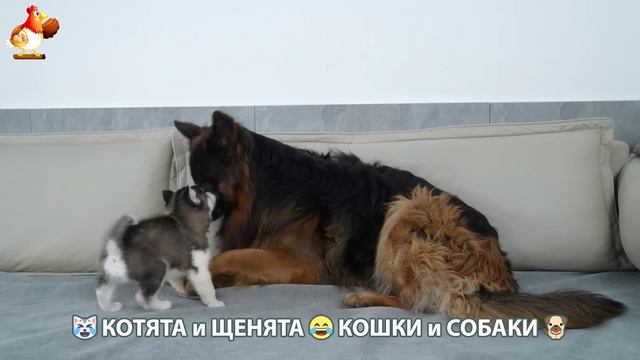 Котята и щенята 🐈🐶 Кошки и собаки 🤗 Про животных (18)