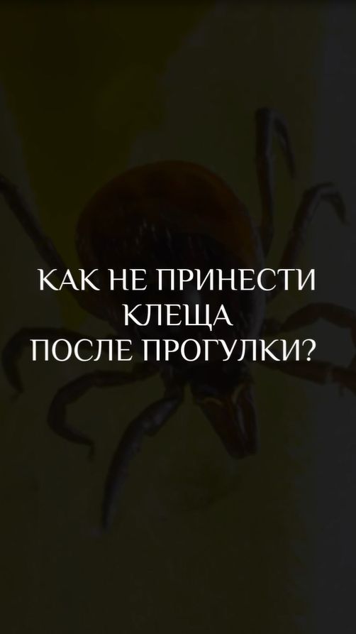 Как ребёнку не принести клеща после прогулки?