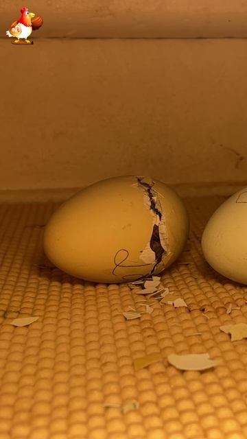 Рождение цыпленка за 1 минуту в инкубаторе вар.22