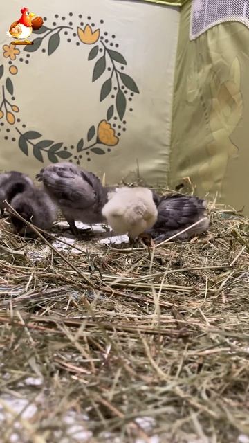 5 серых цыплят на соломке в детской кроватке 🐣 (6)