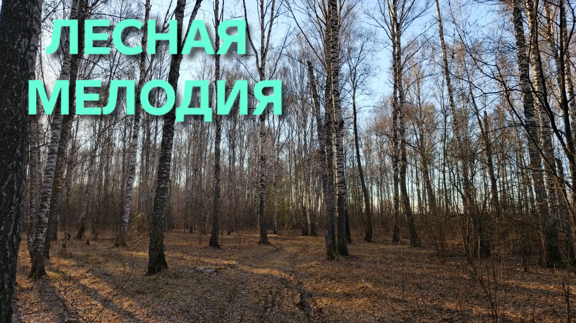 Как прекрасно слушать соловьиные трели на прогулке в утреннем лесу