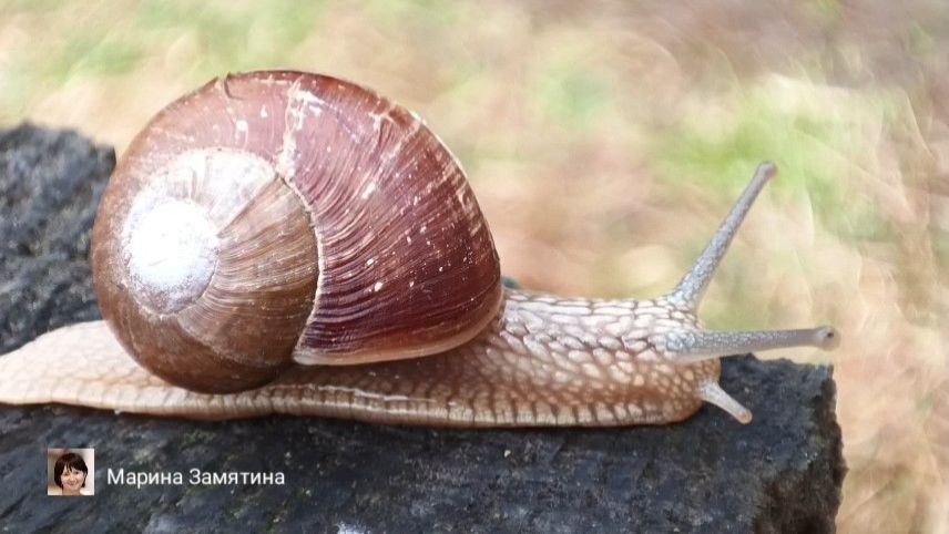 Экотерапия 83 серия.