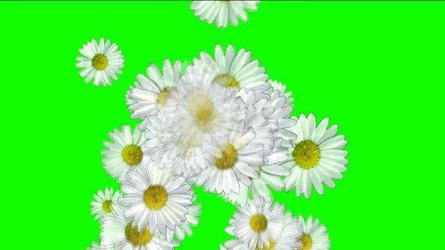 ФУТАЖИ  ЦВЕТЫ  - ХРОМАКЕЙ ЗЕЛЕНЫЙ ФОН