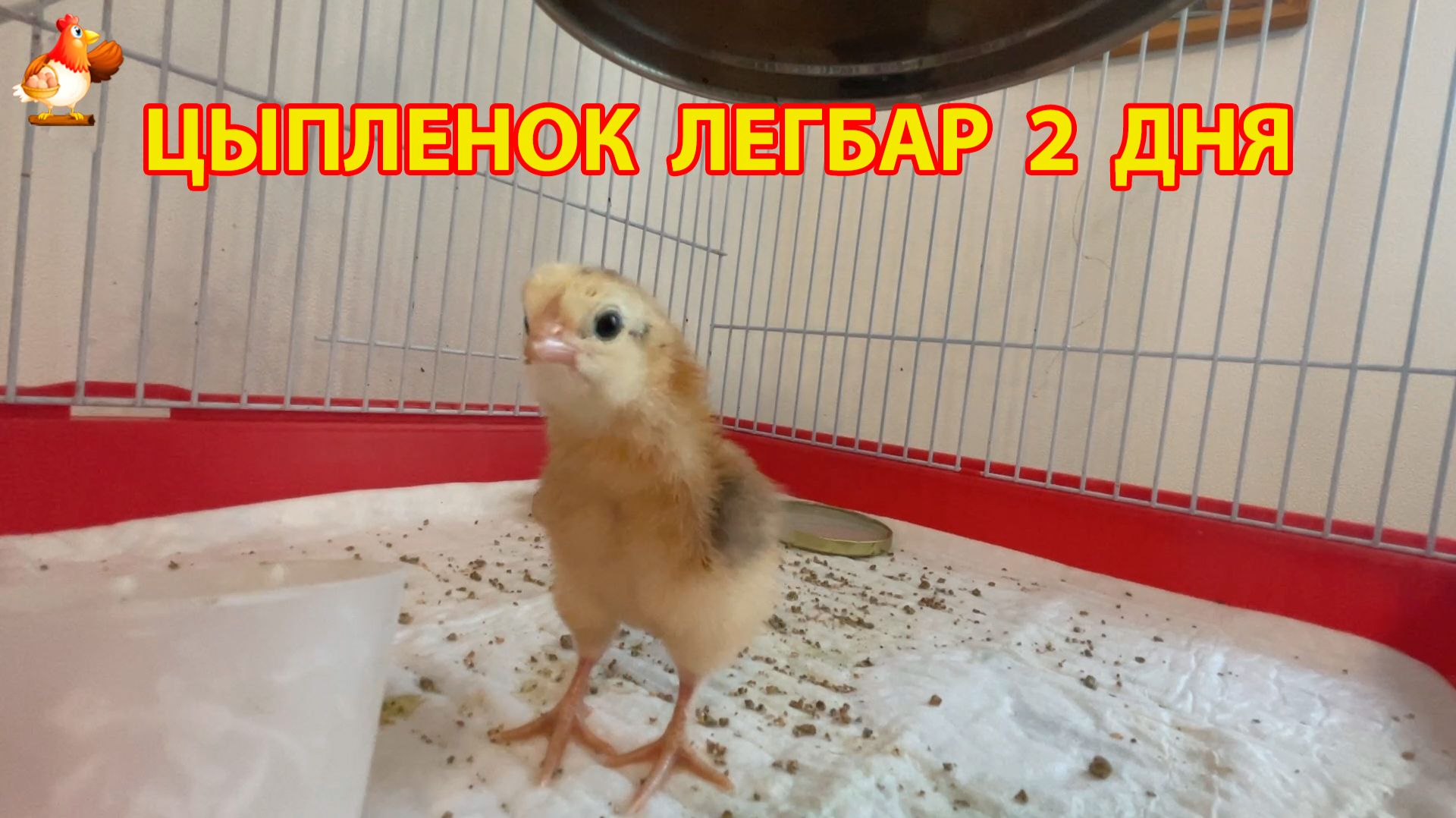 Цыпленок Легбар ему 2 дня