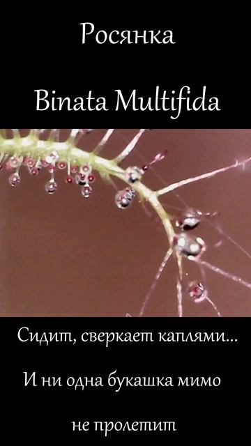 Росянка Binata multifida 10 недель