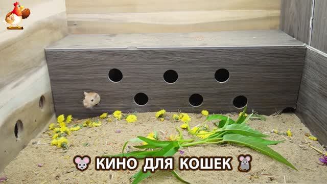Видео для кошек про крысок развлекать питомцев 🐭🐀😂 (514)