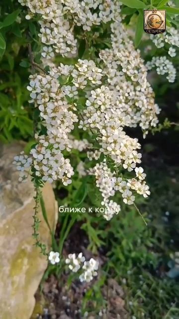 Дача своими руками.